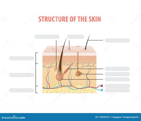 Layers Of Skin Diagram Unlabeled At Darline Milton Blog