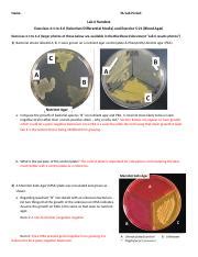 Lab 6 Handout 1 READY Docx Name TA Lab Period Lab 6 Handout Exercises 4 1 To 4 6 Selective