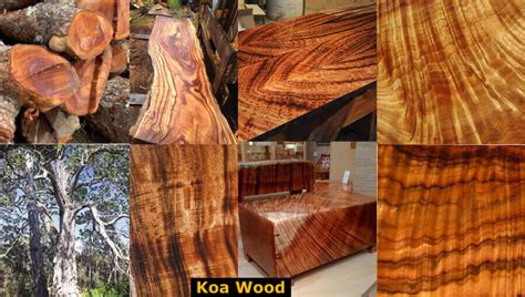 Koa Wood Properties Color Uses Advantages And Disadvanatges