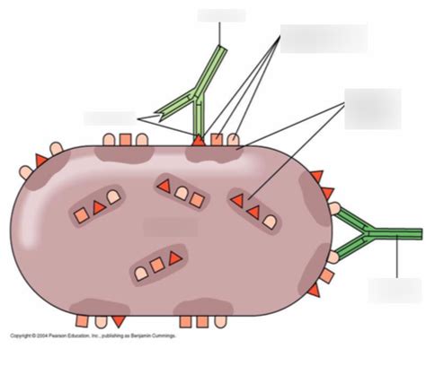 Antigenantibody Structure Diagram Quizlet