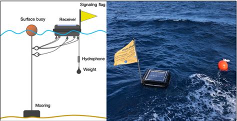 On The Left An Illustrative Diagram Of The Deployment Of An Acoustic Download Scientific