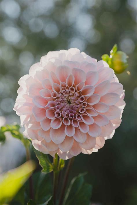 Dahlia Tubers Sweet Nathalie For Sale Artemis Flower Farm