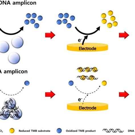 Schematic Illustration Of The Label Free Electrochemical Dna Detection