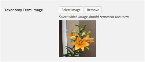WordPress Add Images To Taxonomy Terms Daggerhart Lab
