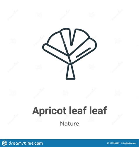 Apricot Leaf Leaf Outline Vector Icon. Thin Line Black Apricot Leaf ...