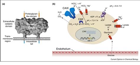 Figure 1 From Targeting Carbonic Anhydrase Ix With Small Organic Ligands Semantic Scholar