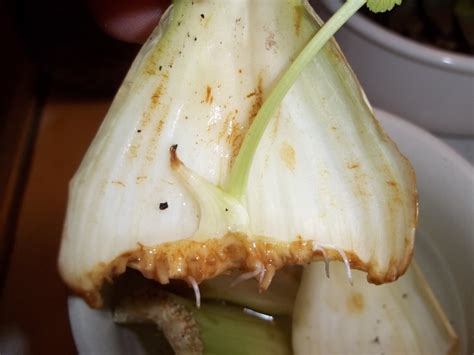 how to regrow celery from a single leaf