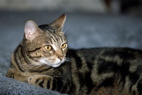 Domestic Cat San Diego Zoo Wildlife Alliance
