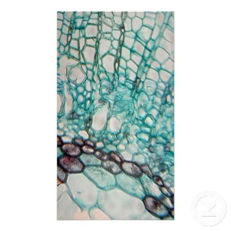 Plant Cells Micrography Print Plant Cell Poster Prints Patterns In