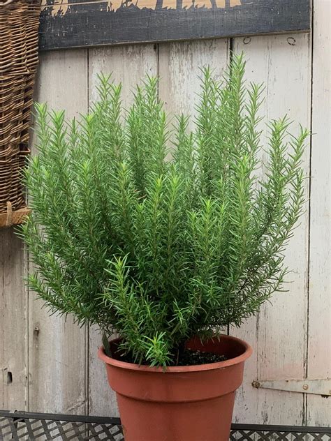Rosemary Plant Images