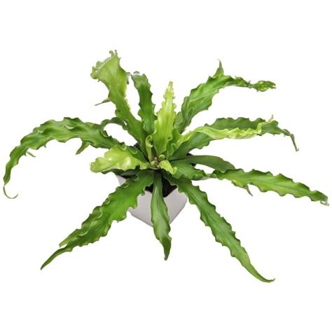 Asplenium Antiquum Aquasabi Aquascaping Shop