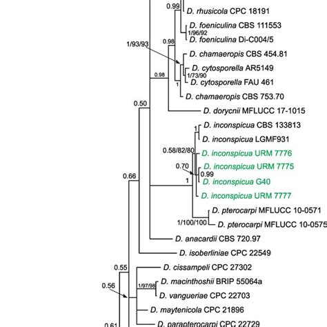Bayesian Inference Tree Obtained From Data Set Of 15 Taxa Including