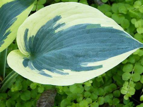 Ben Vernooij K K Gardens