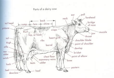 Anatomy Of A Female Cow