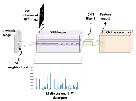 Sift Cnn When Convolutional Neural Networks Meet Dense Sift Descriptors For Image And Sequence