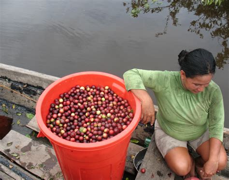 The Amazonian Fruit That Prevents Colds