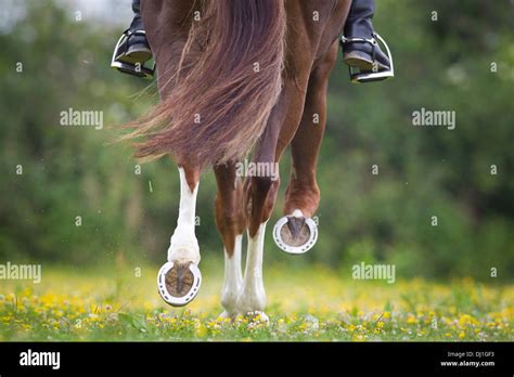 Shoes For Real Horses