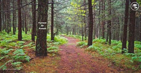 Forrest Or Forest The Right Spelling And When To Use Each Noun Master