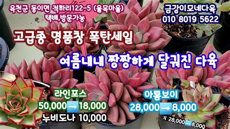 금강이모네다육🍁고급품종창다육 라인포스 아톰보이폭탄세일🍁짱짱하게 달궈진 다육들만소개🍁누비도나 마르쉘 로슈아로아 차알스톤등 Succulents Plant 多肉植物 Youtube