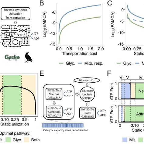 investigation of brain energy metabolism using genome scale metabolic