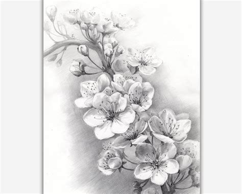 Cherry Blossom Pencil Drawing