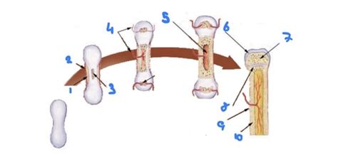 Skeletal System Flashcards Flashcards Quizlet Skeletal System Flashcards Flashcards Quizlet
