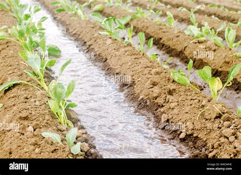 Irrigation Of Young Cabbage In The Field Growing Organic Vegetables Natural Watering Eco