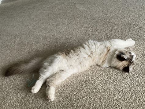 Have A Compilation Of Cecil Layingsleeping In Funny Positions R