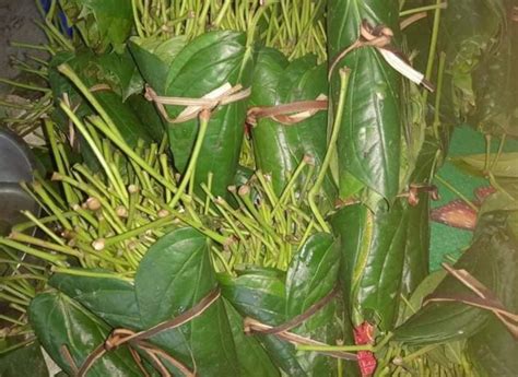 သံတောင်ကြီးဒေသထွက် တောင်ပေါ်ကွမ်းရွက်ကြမ်းများ ဈေးကောင်းရရှိ Information And Public Relations