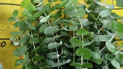 인터넷꽃도매시장 유칼립투스블랙잭 Youtube