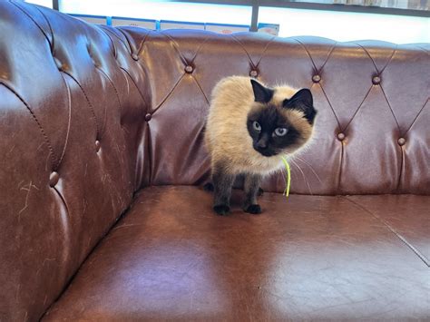 브리티쉬숏헤어분양 토이푸들분양 애완견분양 폼피츠분양 유기묘무료분양 말티푸분양 강남고양이분양 말티즈분양 깜냥 책임분양 강아지