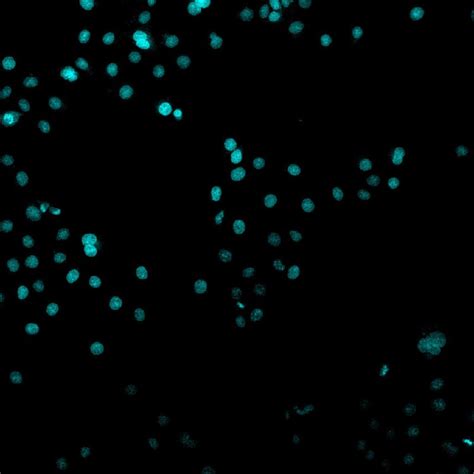 instance segmentation of cells and nuclei made simple using deep
