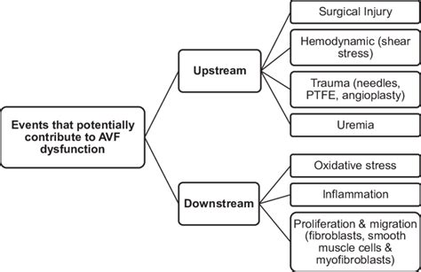 Upstream And Downstream Events As Causes Of Intimal Hyperplasia Download Scientific Diagram