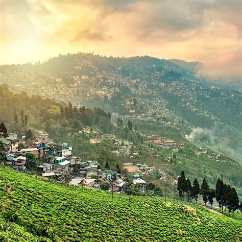 Inside Jing Tea And Cathays Long Standing Partnership Cathay