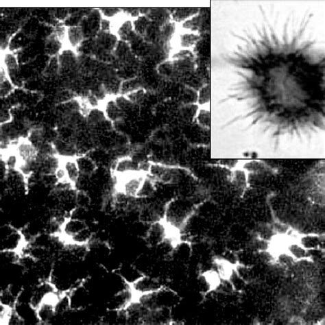 2 Dendritic Cell Morphology A A Network Of Dendritic Cells In Vivo