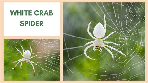 15 Types Of White Spider Amazing Picture And Id