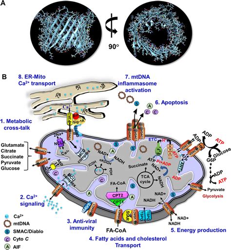 VDAC1 As A Multi Functional Channel Mediates The Transport Of Download Scientific Diagram