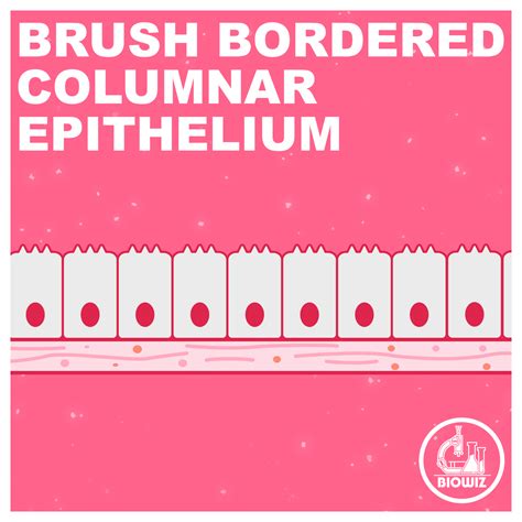 Columnar Epithelium