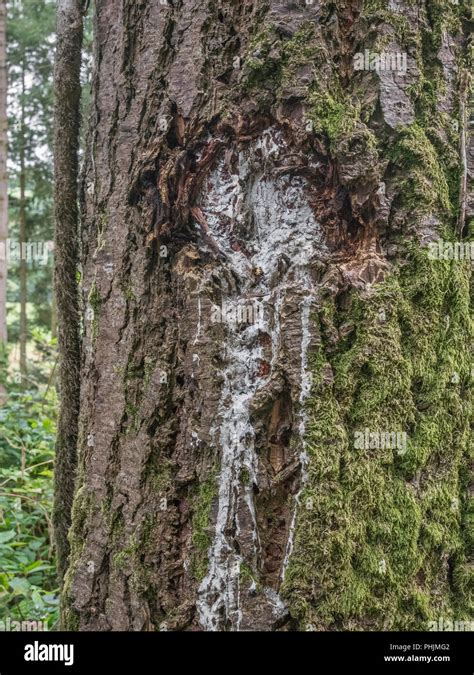 Tree Trunk Resin High Resolution Stock Photography And Images Alamy