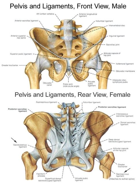 Pelvic Anatomy Labeled Bones And Ligaments Of Pelvis Structure Of The Bony Pelvis Pelvic