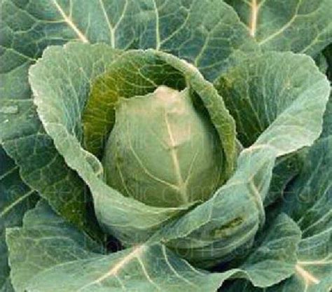 Cabbage Offenham 3 Wintergreen 300 Seeds Viridis Hortus