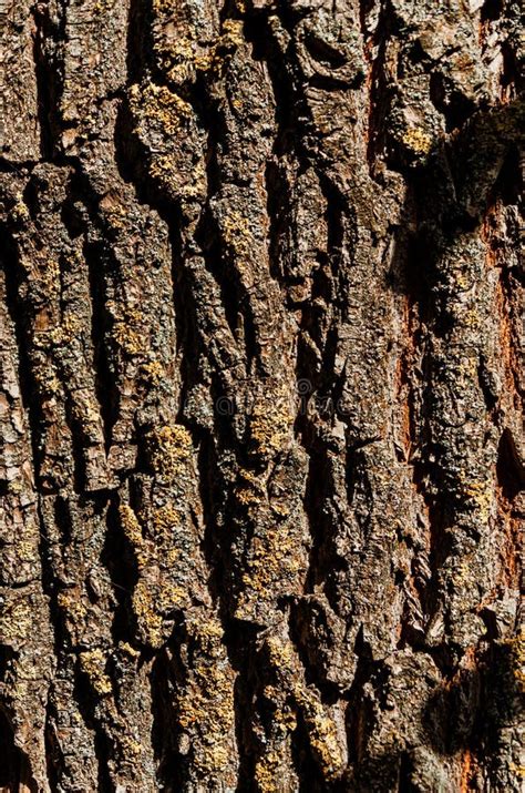 Abstract Texture Tree Bark Tree Bark In The Forest In Natural Sunlight Stock Photo Image Of