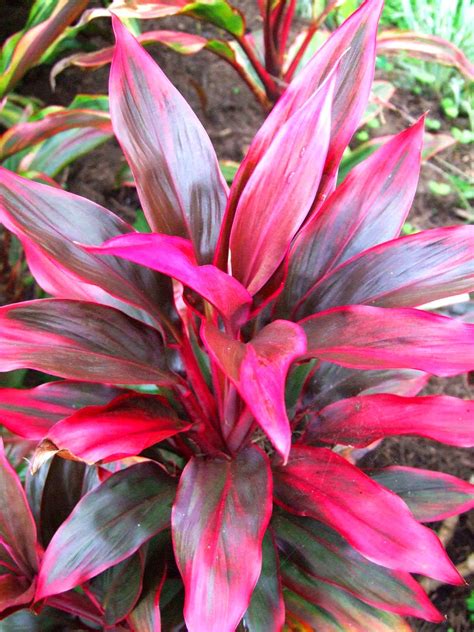 Best Tropical Plants For Landscaping