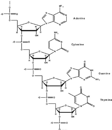 Sugar Phosphate Backbone