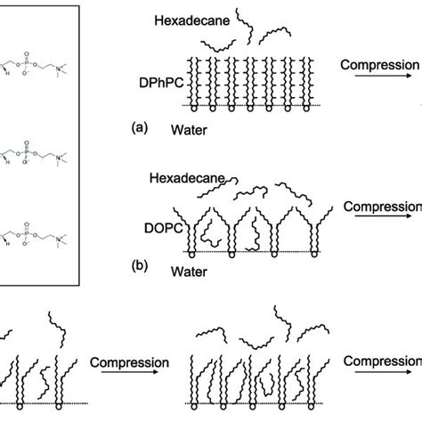 Sketch Showing Organization Of Dphpc A Dopc B And Popc C Download Scientific Diagram