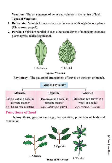 Cbse Notes Class 11 Biology Morphology Of Flowering Plants