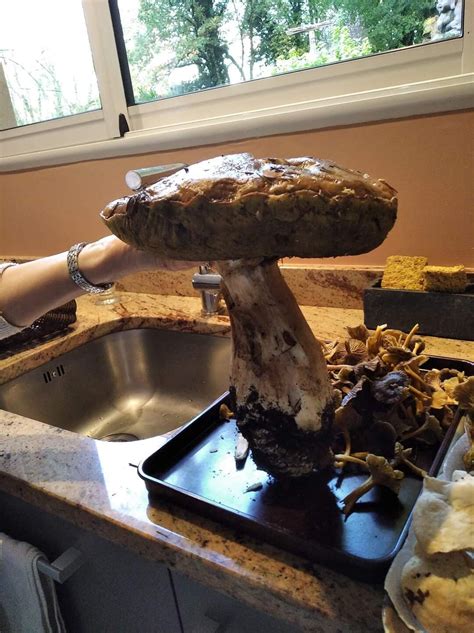 Un Cèpe Bon Pour Le Livre Des Records Actufr