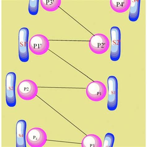 Schematic Representation Of Hiv1 Pr Substrate Complex Download