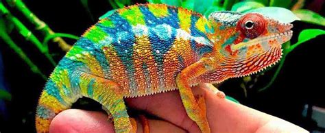 Panther Chameleon Diet And Nutrition From Hatchling To Adult Cb Reptile