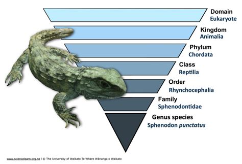 What Is The Modern Classification System Of Organisms